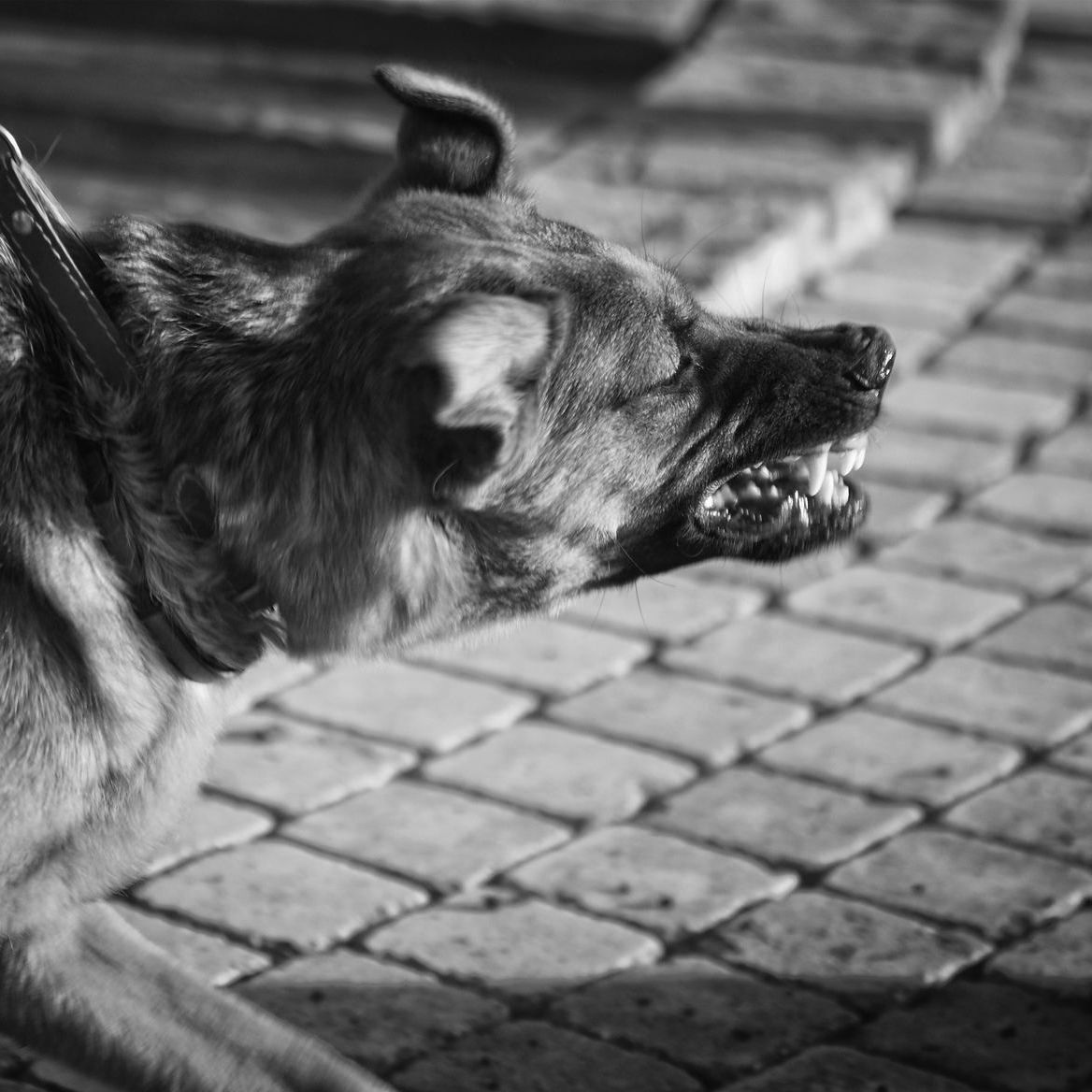 Can You Sue For A Minor Dog Bite In Texas Arlington TX